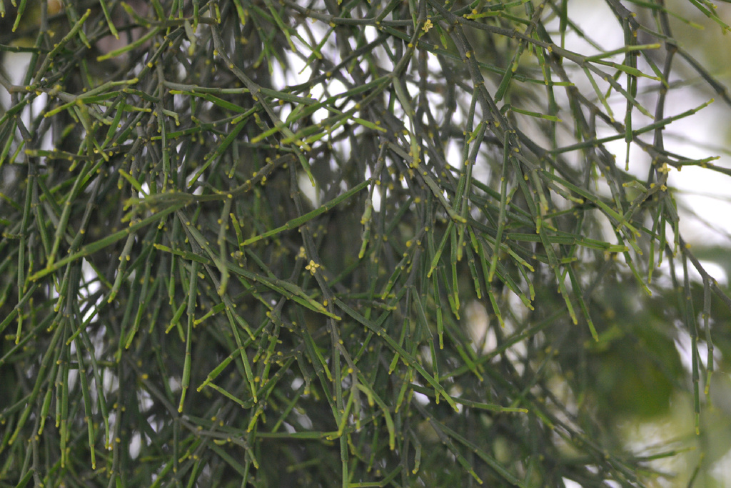 Viscum diospyrosicola from 香港燕崗村 on April 21, 2014 at 09:32 AM by WK ...