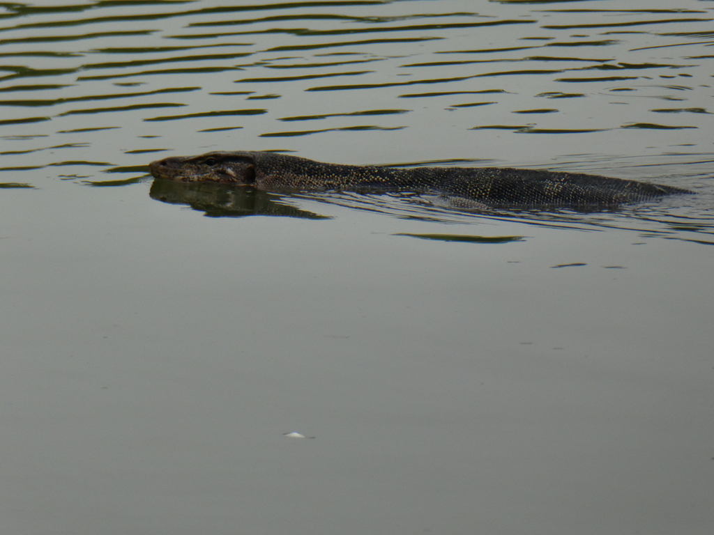 Southeast Asian Water Monitor from Bang Kachao, Phra Pradaeng District ...
