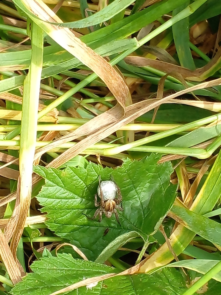 Fox Spiders from Деснянський район, Київ, Україна, 02000 on July 01 ...