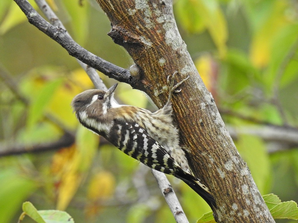 Japanese Pygmy Woodpecker from Moriyama, Shiga, Japão on October 23 ...
