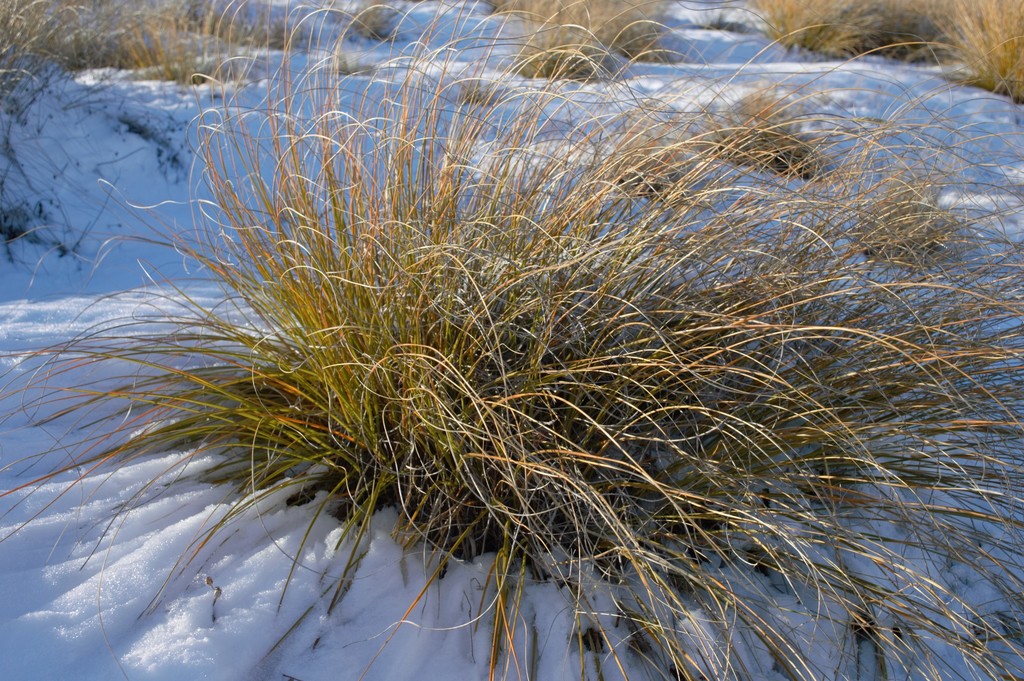 Chionochloa rigida rigida from Roaring Meg, New Zealand on July 01 ...
