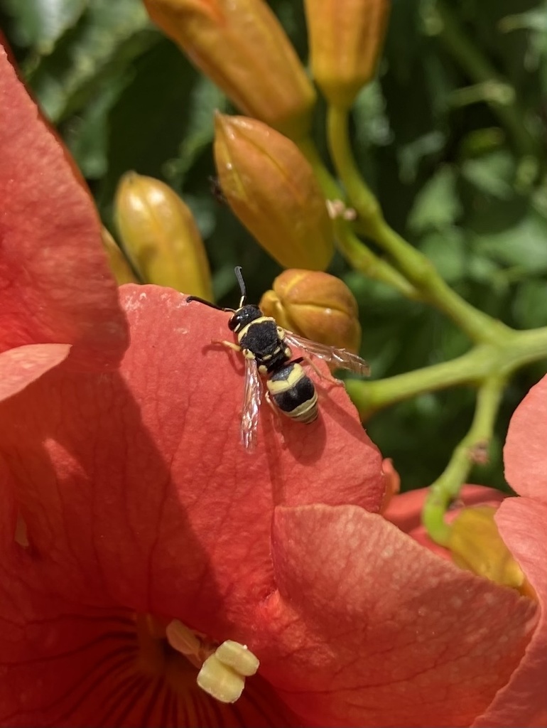 Potter and Mason Wasps from Crete, Foinikas, Rethymnon, GR on July 02 ...