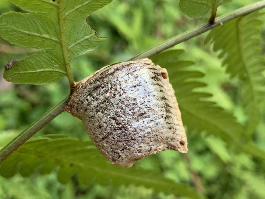 Formosan Giant Mantis from New Taipei, TW-NT-TP, TW on July 2, 2021 at ...