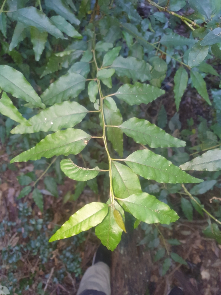 Monococcus echinophorus from Wongawallan QLD 4210, Australia on June 27 ...