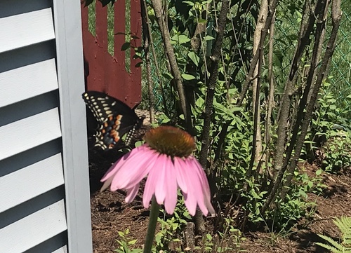 Observations by stephasaurus · iNaturalist