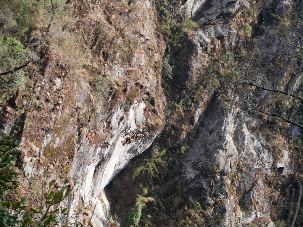 Himalayan Giant Honey Bee from Langtang, Nepal on April 2, 2019 at 04: ...