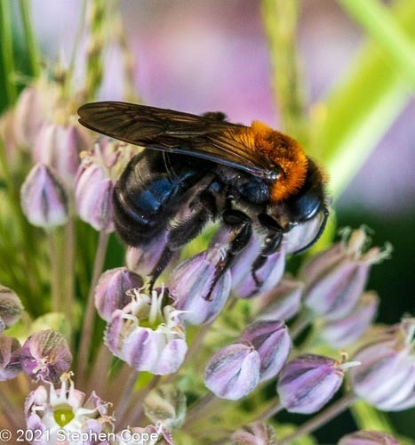 Cliff Mining Bee from oria andalucia spain on June 03, 2021 at 03:15 PM ...