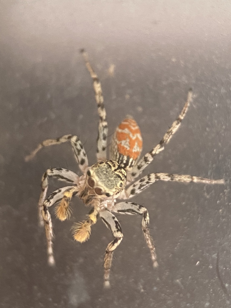 Dimorphic Jumping Spider from Big Cedar Ave, Edmond, OK, US on July 2 ...
