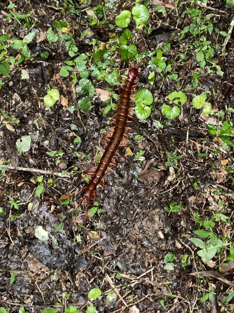 Scolopendra multidens from 勐腊县, 西双版纳傣族自治州, 云南省, CN on July 02, 2021 at ...