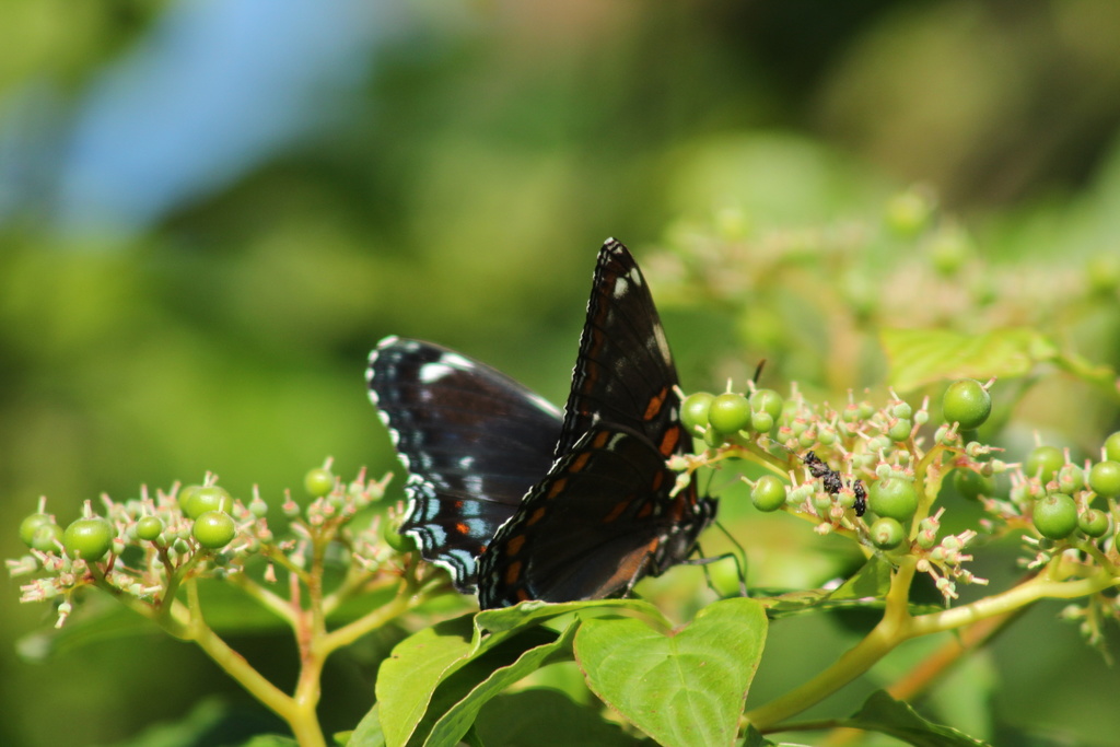 White Admiral × Red-spotted Purple from Green Mountain National Forest ...