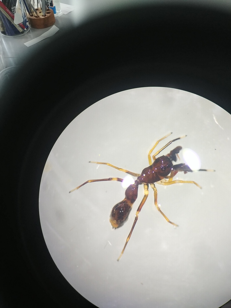 Slender Ant-mimic Jumping Spider in May 2020 by MaLisa Spring. Bycatch ...