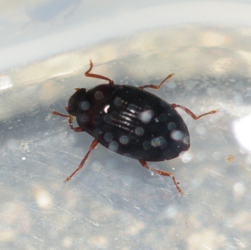 Riffle Beetles in July 2021 by Yui Hong Chiu · iNaturalist