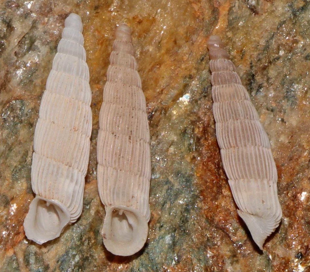 Maltese door-snail in September 2001 by Frank Walther · iNaturalist