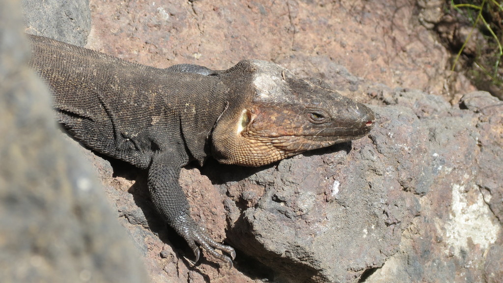 Gran Canaria Giant Lizard from Las Palmas, Španielsko on March 03, 2018 ...