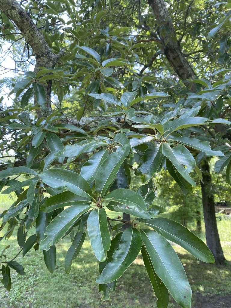 shingle oak from Villa Ridge, MO, US on July 02, 2021 at 01:53 PM by ...