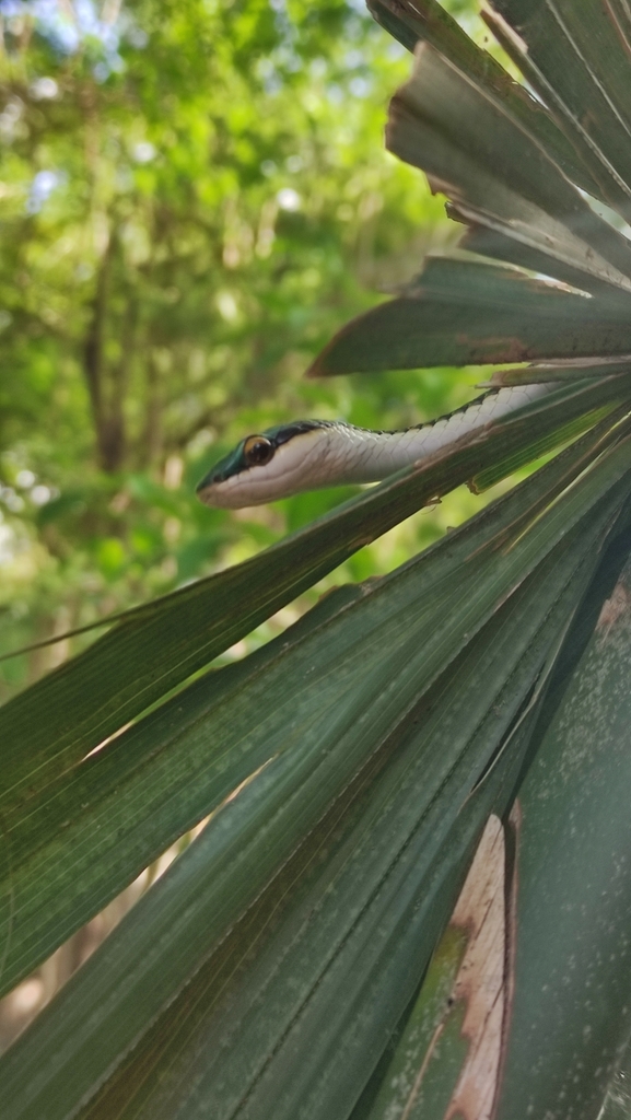 Mexican Parrot Snake from Yucatán, MX on May 26, 2021 at 05:49 PM by ...
