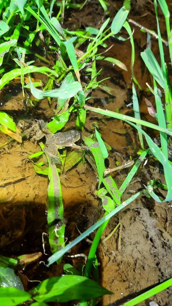 Green Puddle Frog in July 2021 by Tom Lee · iNaturalist