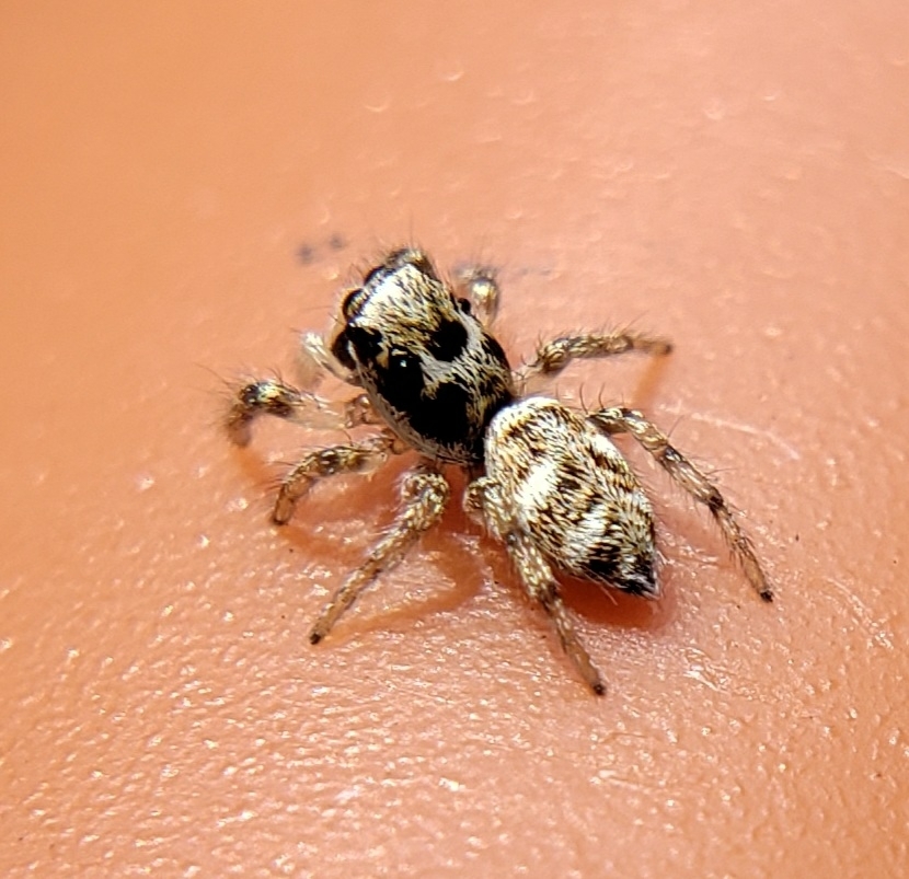 Zebra Jumping Spider in July 2021 by Kim Sallee · iNaturalist