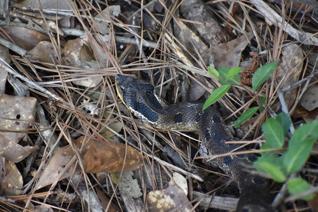 Eastern Hognose Snake from Conroe, TX 77384, USA on May 3, 2021 at 04: ...