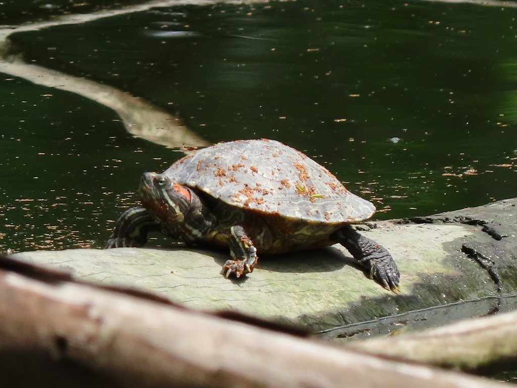 Pond Slider from Nam Sang Wai, Yuen Long, Hong Kong on July 1, 2021 at ...