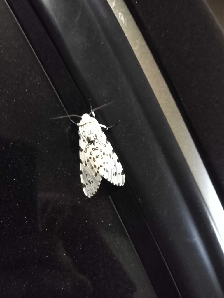 Hypercompe caudata from Vista Hermosa, 64620 Monterrey, N.L., Mexico on ...