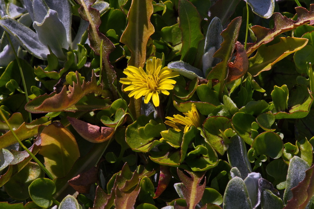 New Zealand Native Dandelion from Mount Dobson,Two Thumbs Range, New ...
