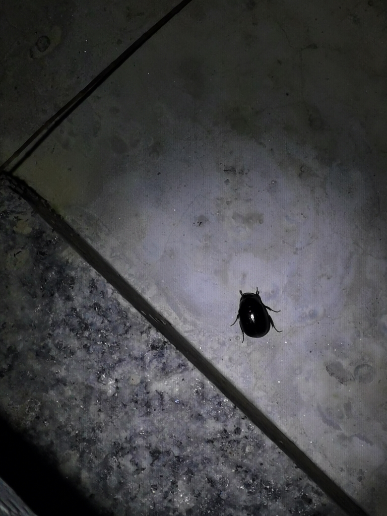 Scavenger and Pill Scarab Beetles from 路環 on July 2, 2021 at 09:32 PM ...