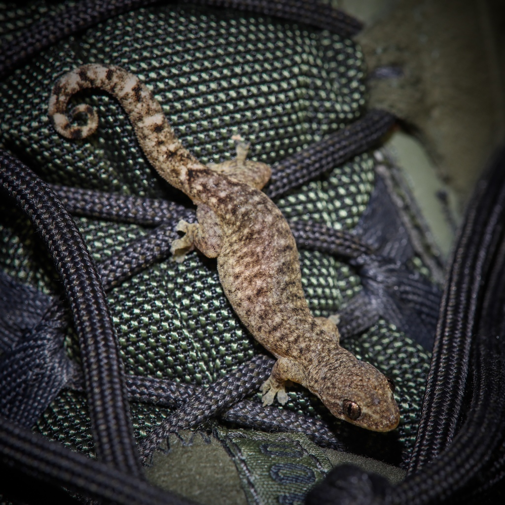 Hong Kong Slender Gecko in June 2021 by NewbieL · iNaturalist