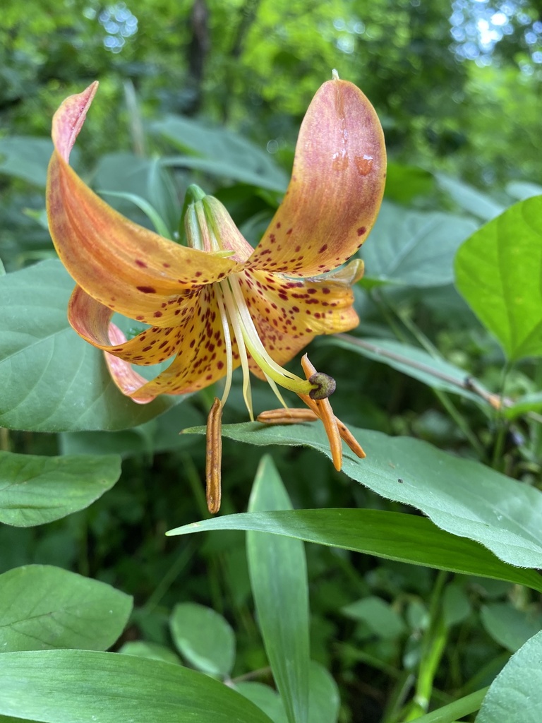 true lilies from Gregory O. Grounds Park And Remembrance Lake, Blue ...