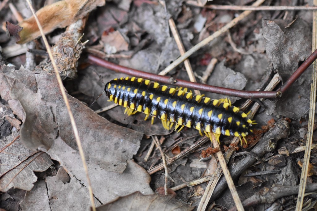 Georgia Flat-backed Millipede from Sevier County, TN, USA on July 01 ...