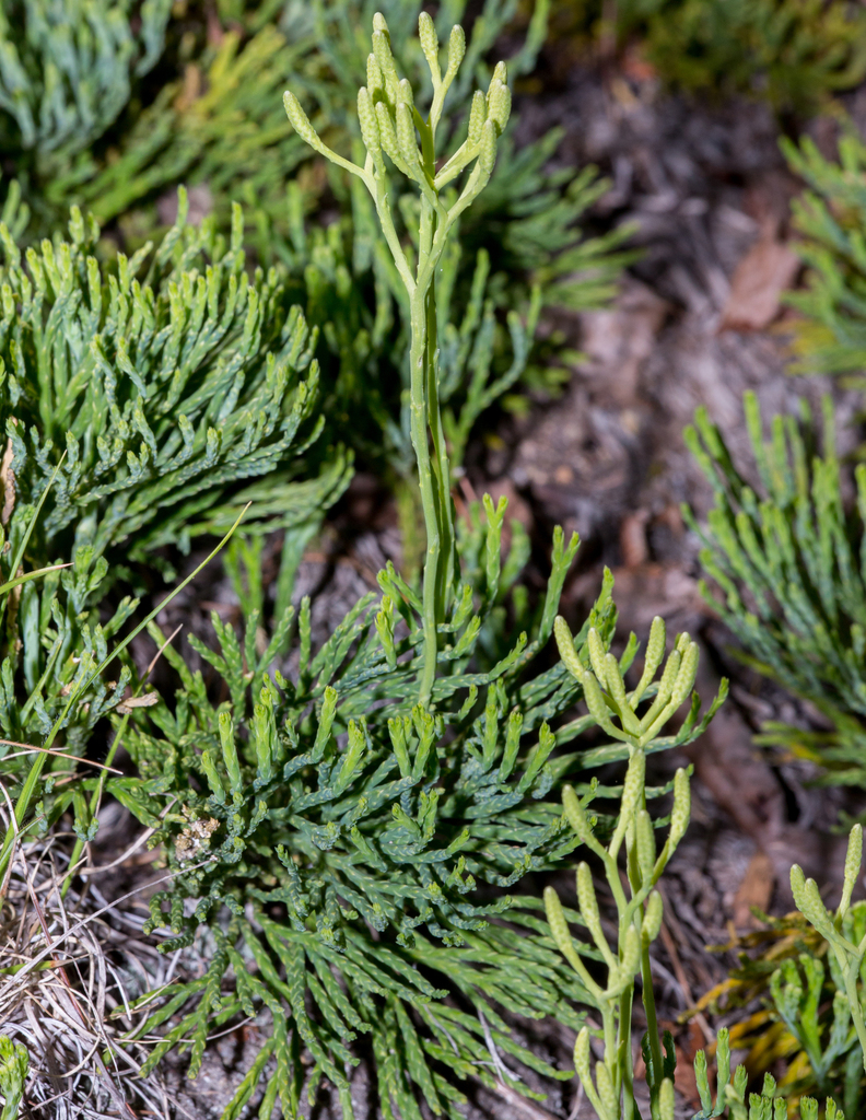 blue clubmoss from Ferdinand, VT, USA on June 24, 2021 at 05:21 PM by ...