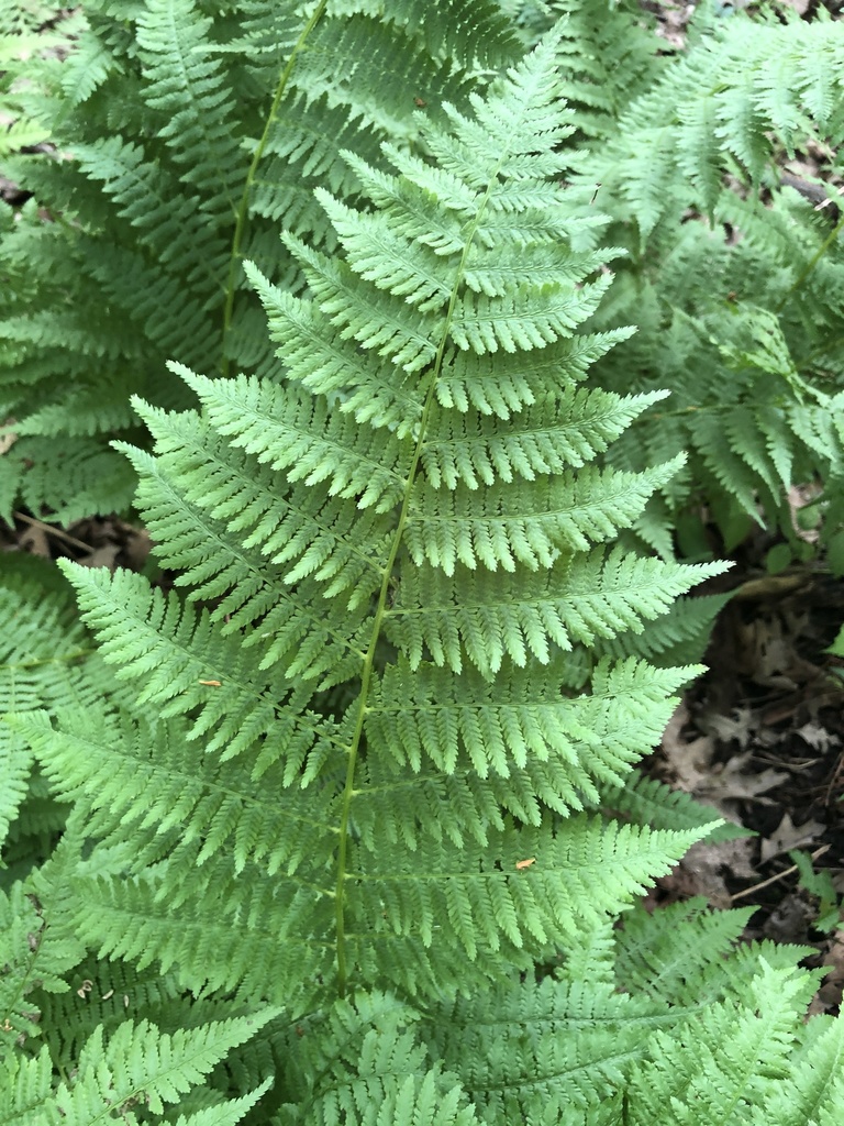 northern lady fern from Golf Rd, Golf, IL, US on July 3, 2021 at 08:21 ...