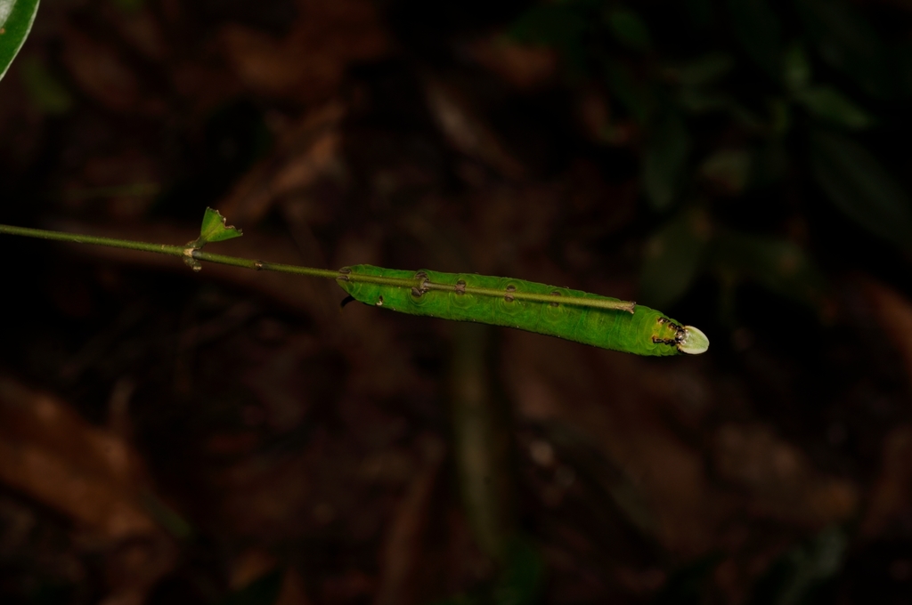 Angonyx testacea in July 2021 by Yui Hong Chiu · iNaturalist