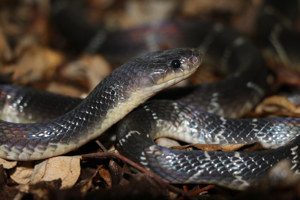 Common Krait from 232 Anand Niwas Mundhawa, Kangaroo maidhan mundhwa ...