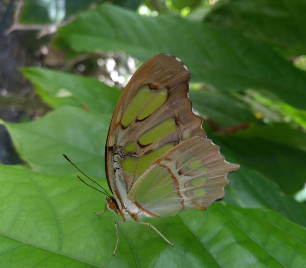 Malachite from Davie, FL 33328, USA on July 3, 2021 at 03:19 PM by ...