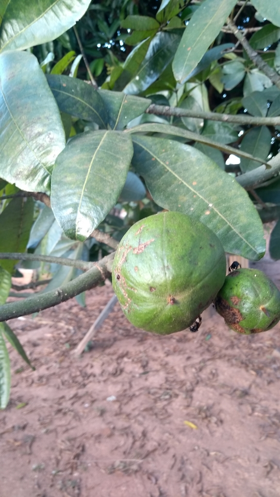saba nut tree from Jaguaraçu - MG, Brasil on July 3, 2021 at 07:29 PM ...