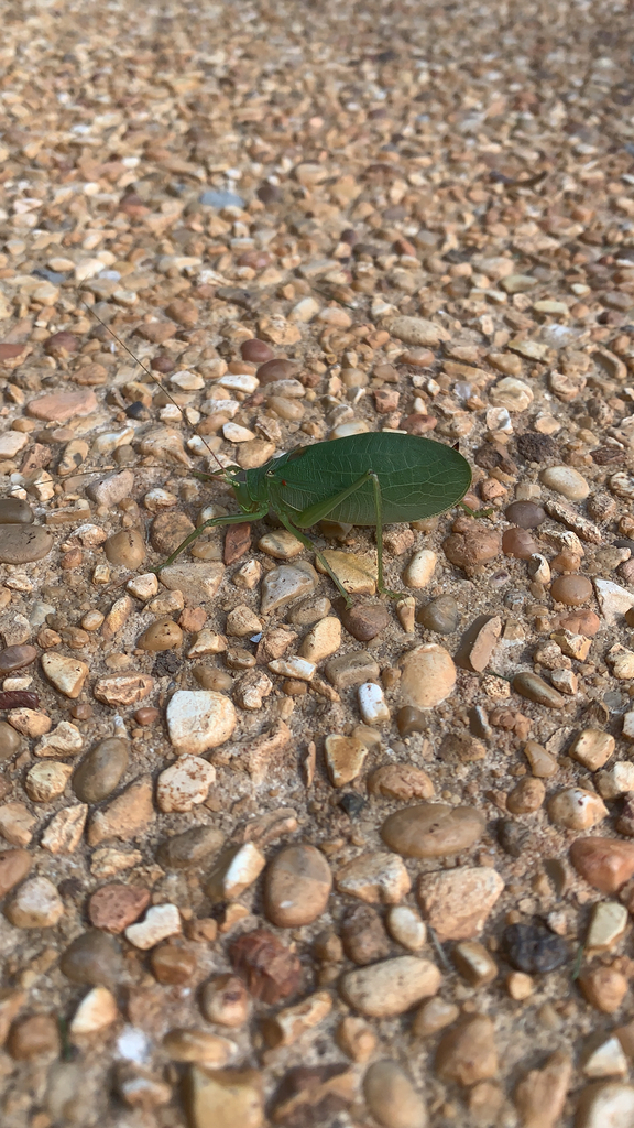 Common True Katydid from Lauderdale County, US-AL, US on July 03, 2021 ...