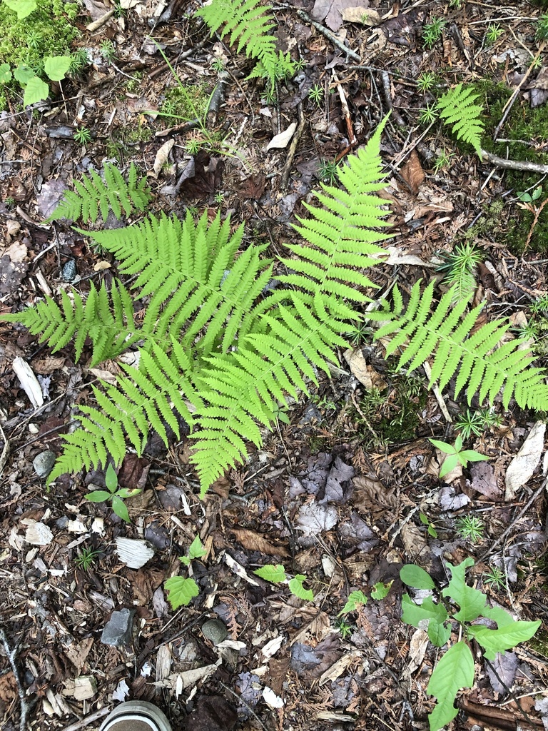 New York fern from John St, Rothesay, NB, CA on July 02, 2021 at 05:07 ...