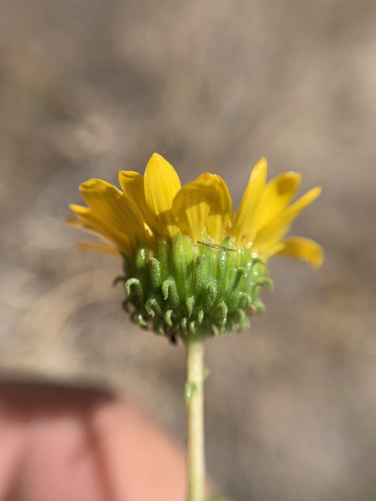 Great Valley gumweed from Canyon Ct, Chula Vista, CA, US on July 03 ...