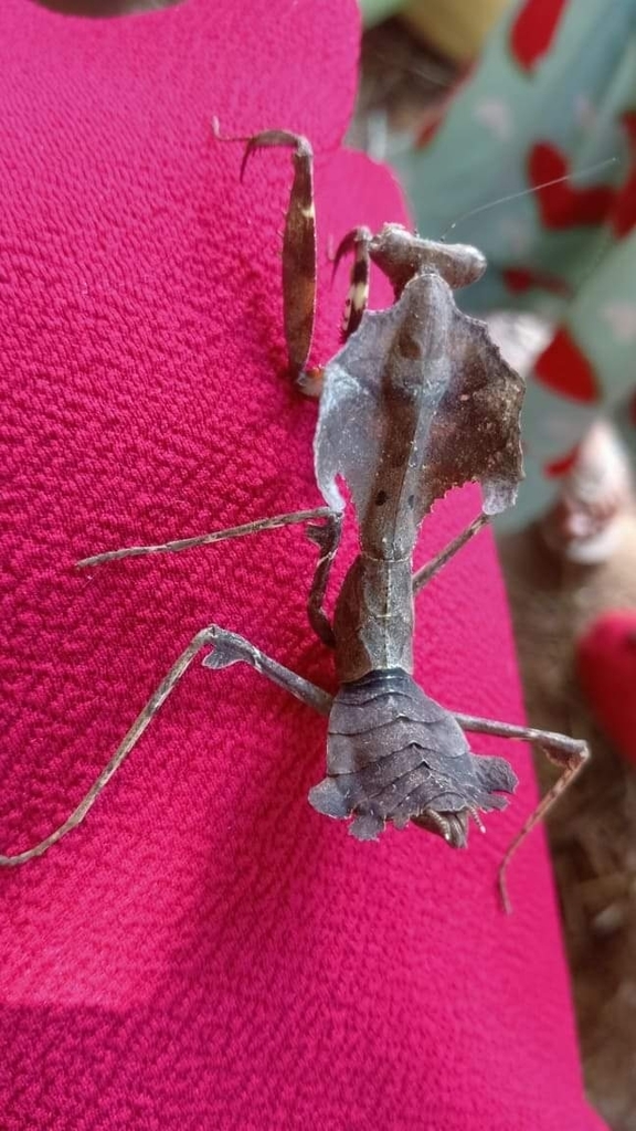 Giant Dead Leaf Mantis from Cabayugan, Puerto Princesa, Palawan ...