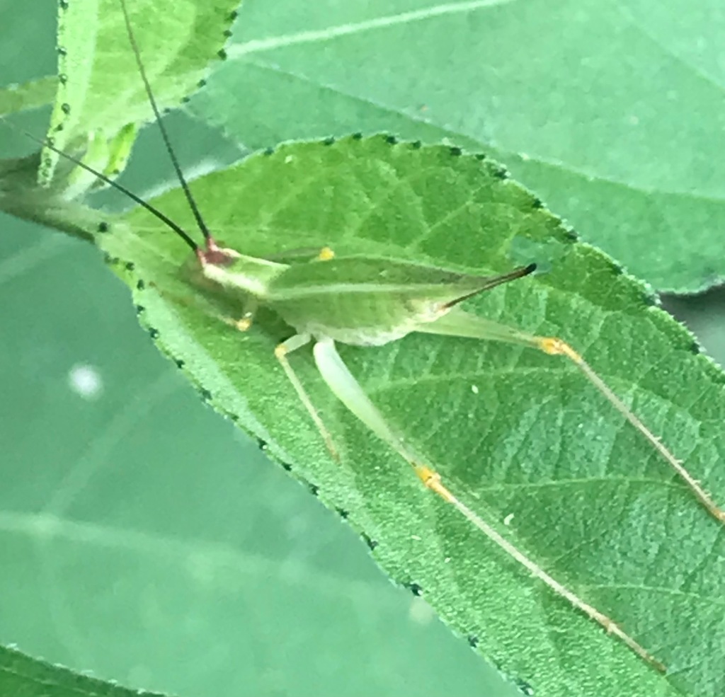 Different-horned tree cricket from Oak Creek Estates, TX 78653, USA on ...