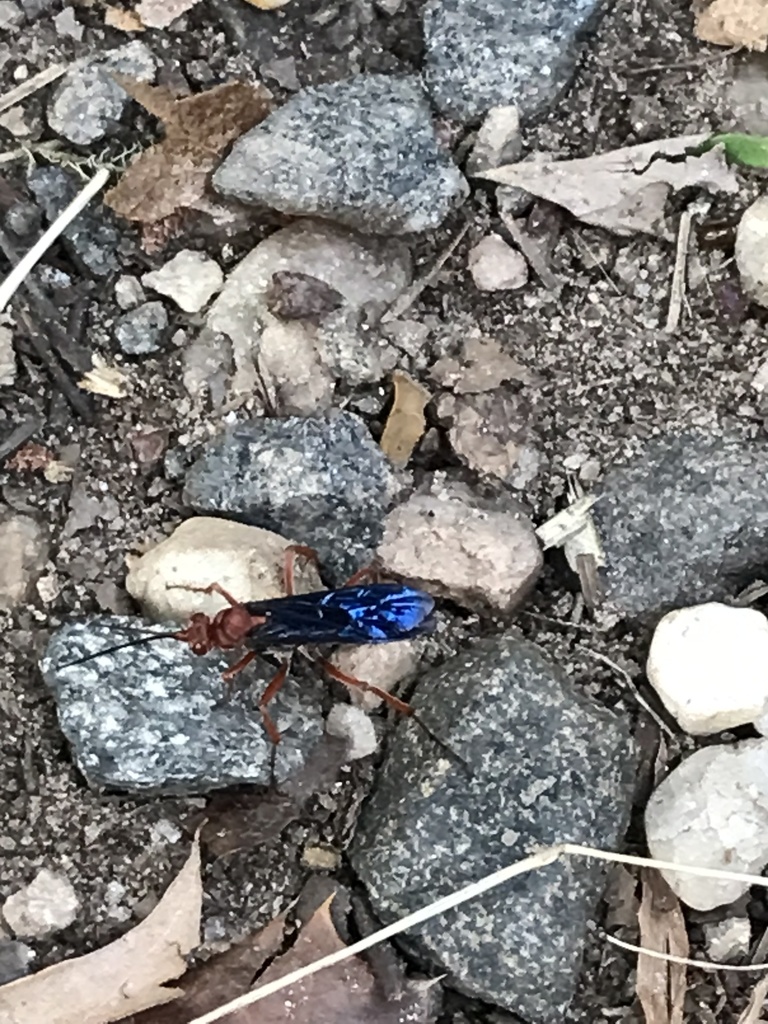 Rusty Spider Wasp from Henley Cir, Ware Shoals, SC, US on July 2, 2021 ...