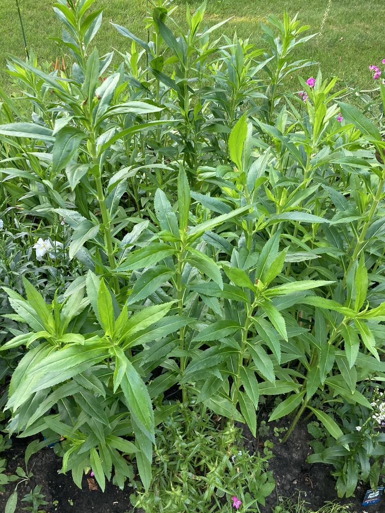 swamp candles from Millview Ct, Batavia, IL, US on July 03, 2021 at 02: ...