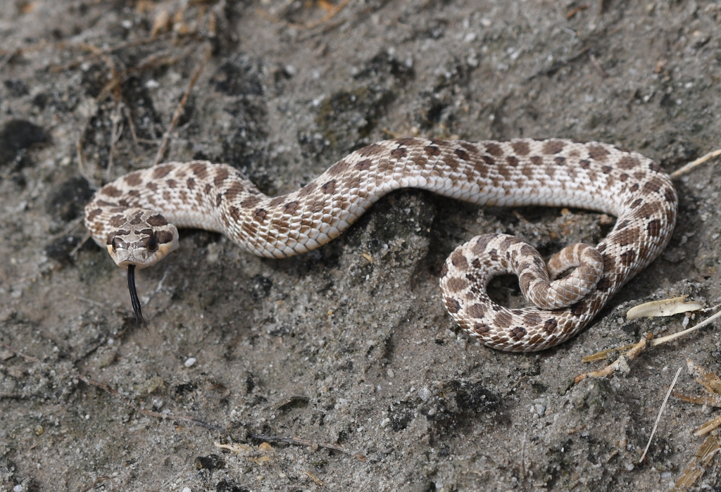 Mexican Hognose Snake in July 2021 by mjskinner · iNaturalist