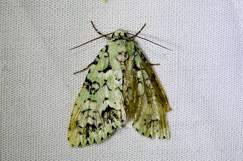 Genus Chloronycta · iNaturalist