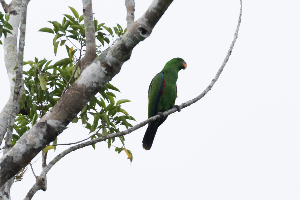 Moluccan Eclectus from Central Halmahera Regency, North Maluku ...
