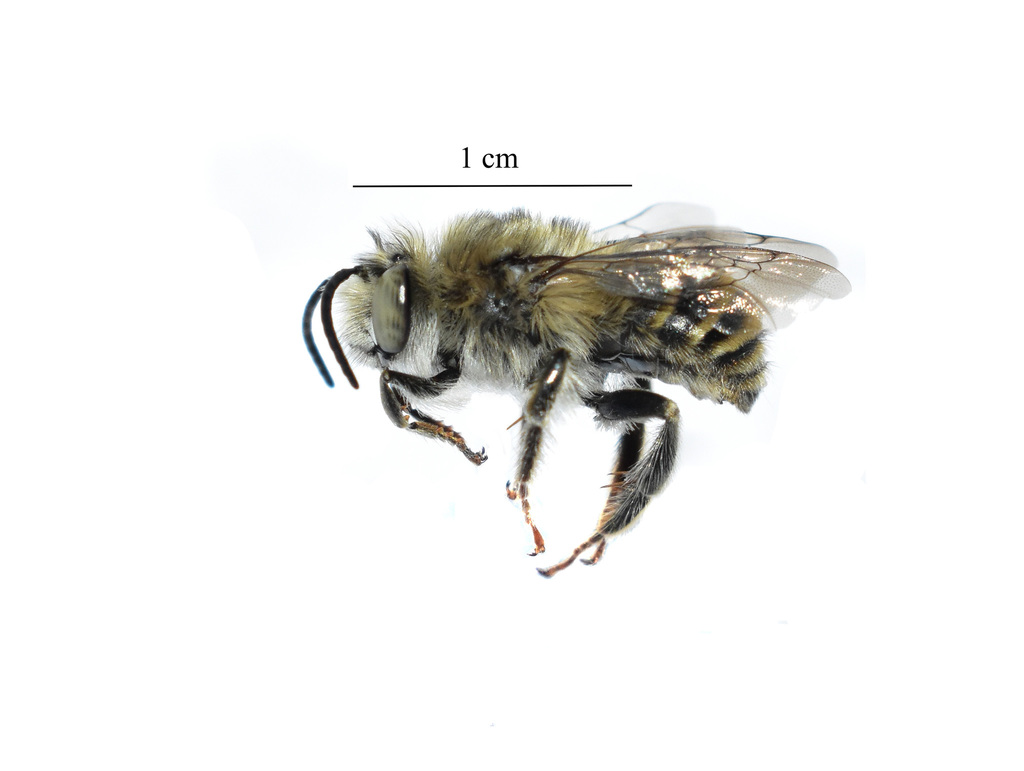 Anthophora walteri from Soacha, Cundinamarca, Colombia on June 28, 2021 ...