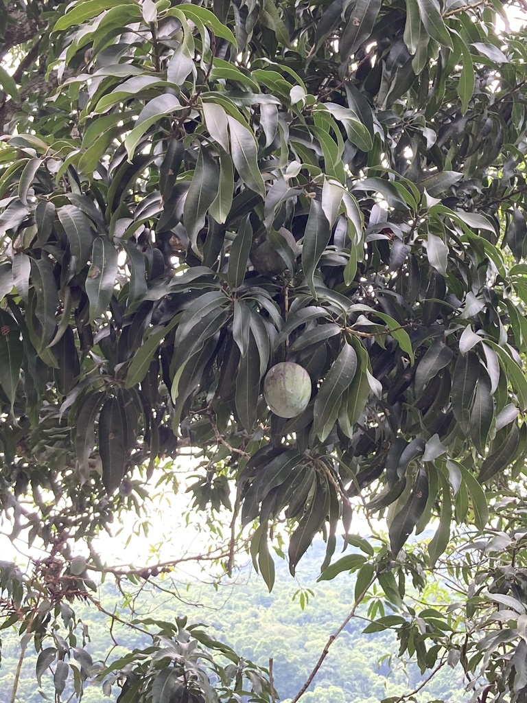 Mango desde Carretera Portezuelo - Ciudad Valles, Choteo, S.L.P., MX el ...