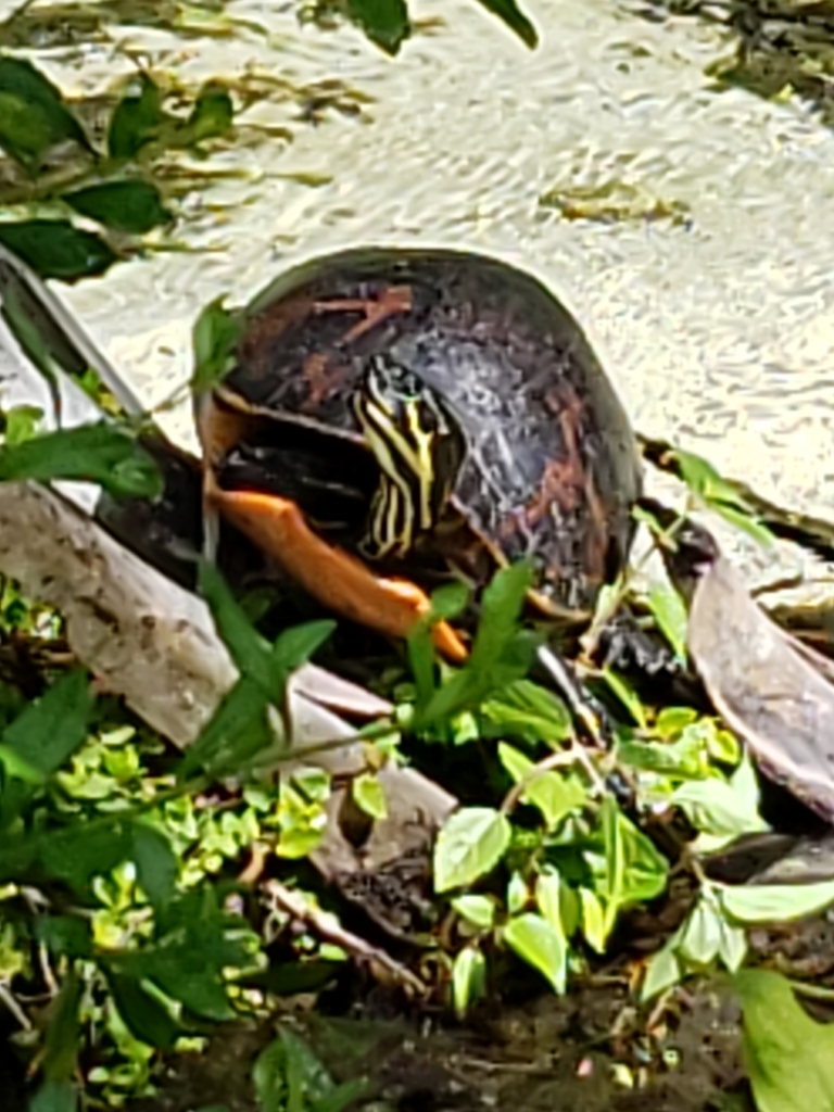 Florida Redbelly Turtle from Marion County, US-FL, US on June 30, 2021 ...