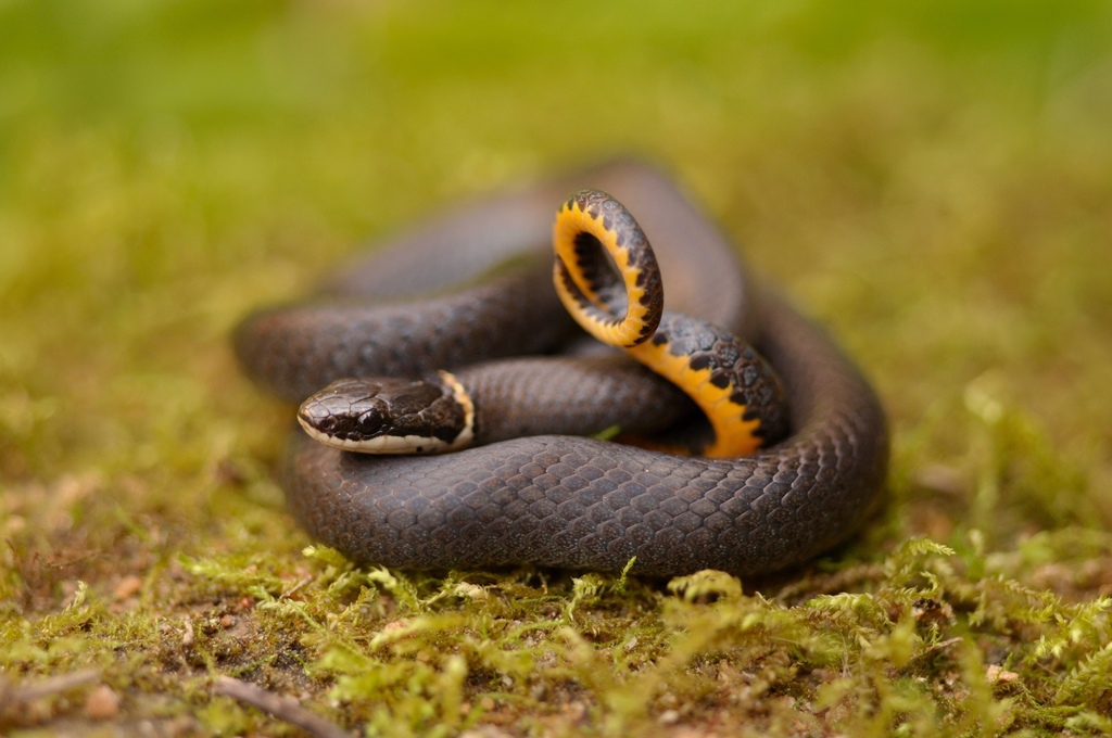 ring-necked snake from Fort Benning, Cusseta, GA, US on March 04, 2018 ...